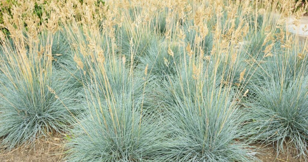 Top 10 Stunning Ornamental Grasses to Plant in Your Garden ...