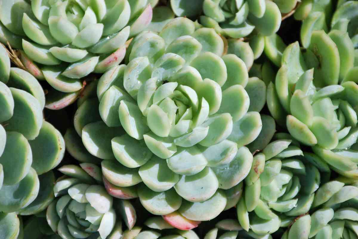 How to Plant Indoor Succulents: A Beginner's Guide - louistheplantgeek.com
