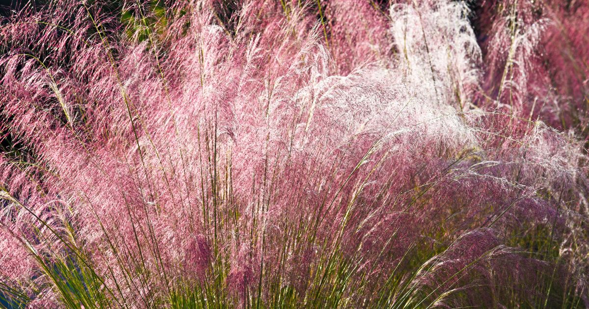 Top 10 Stunning Ornamental Grasses to Plant in Your Garden ...