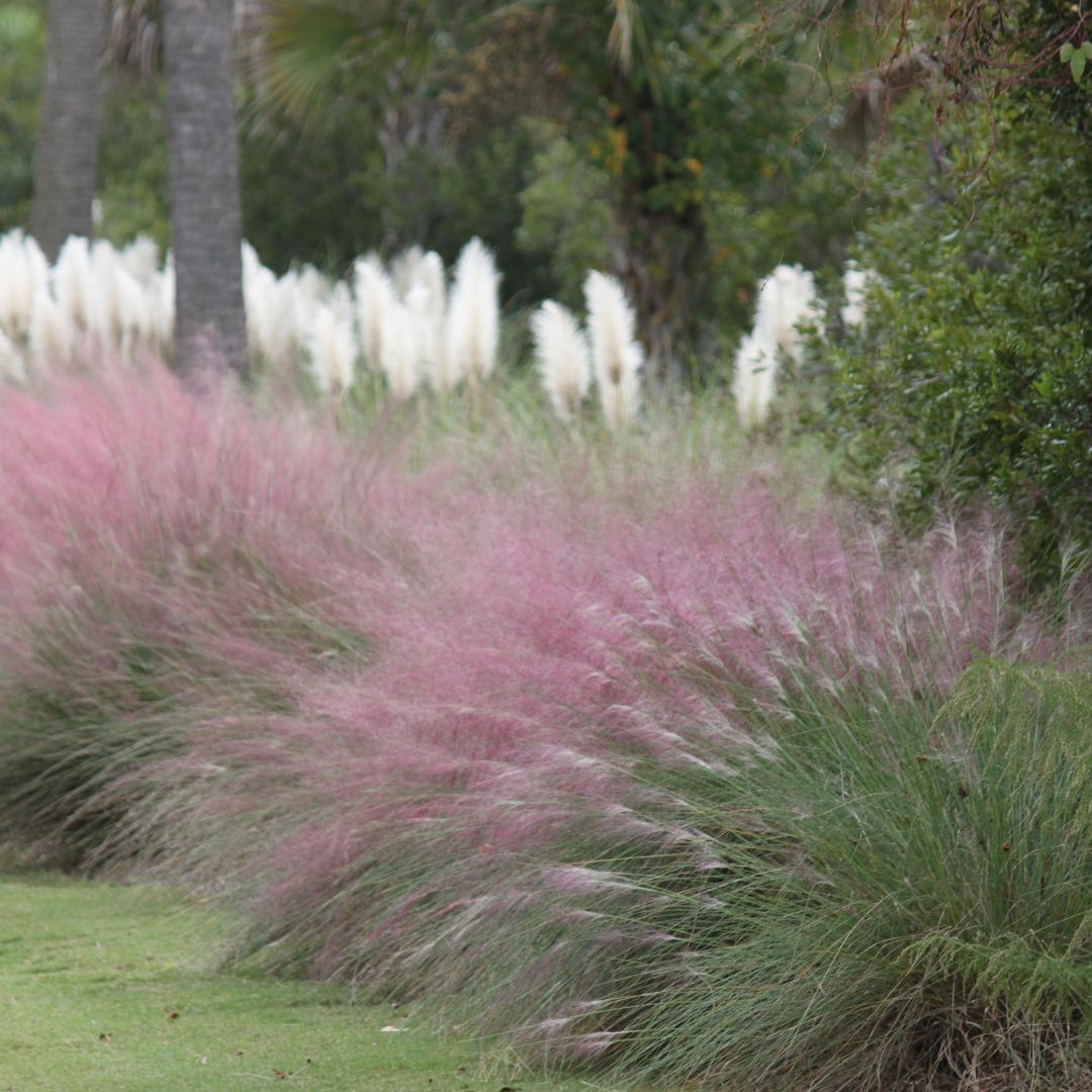 Top 10 Stunning Ornamental Grasses to Plant in Your Garden ...