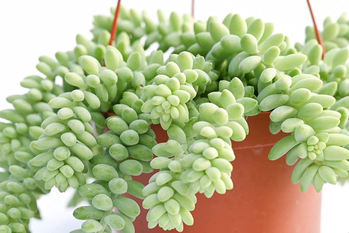 10 Most Colorful Succulents to Brighten Up Your Garden ...