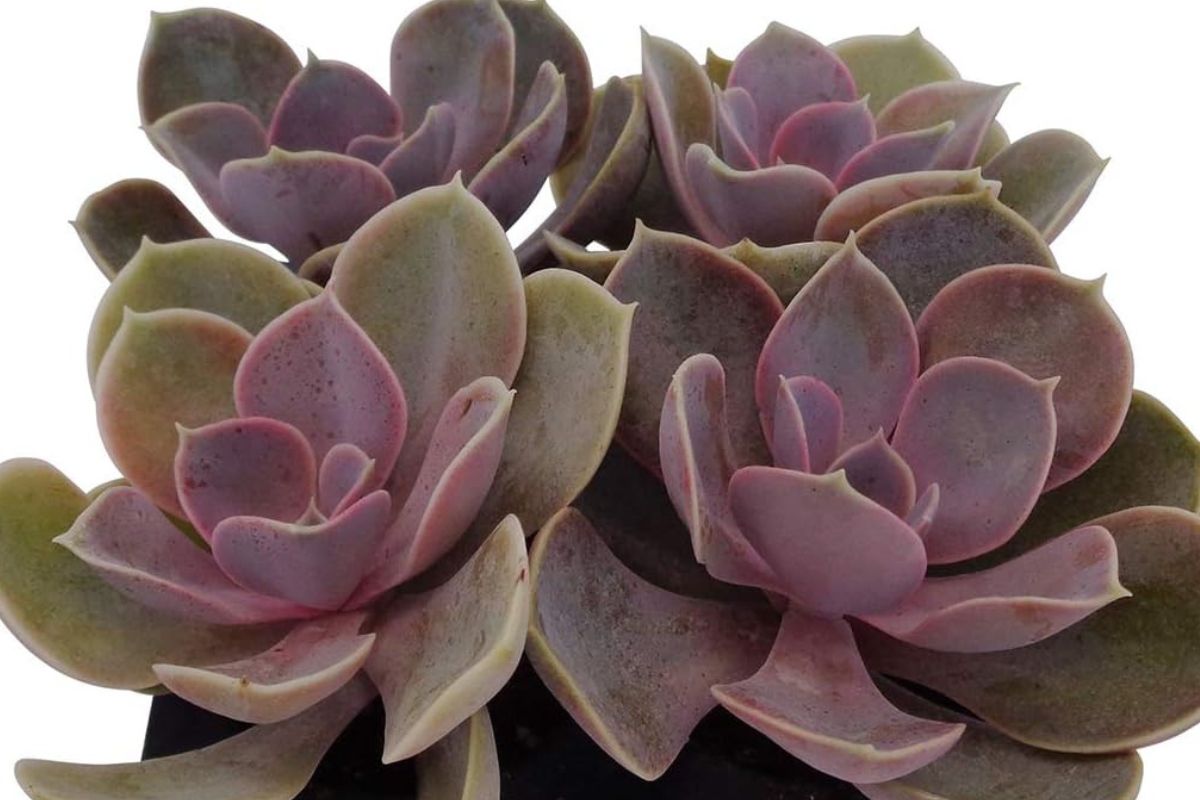 10 Most Colorful Succulents to Brighten Up Your Garden ...