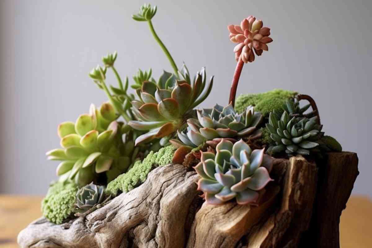 Indoor Succulent Planter Ideas: Stylish and Low-Maintenance Options for ...