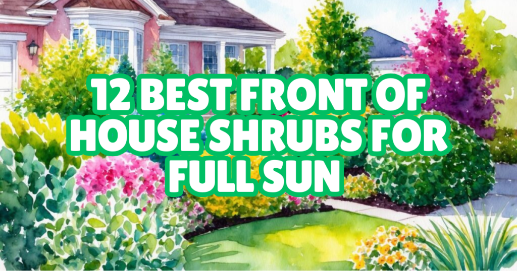 Best Front Of House Shrubs For Full Sun 12 Hardy Beauties That Will