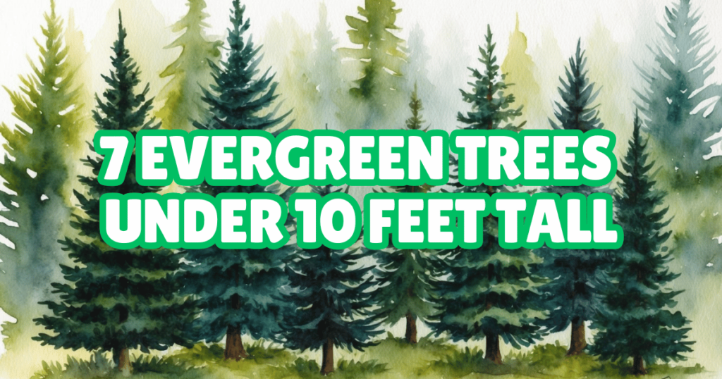 Evergreen Trees Under 10 Feet Tall: 7 Petite Beauties for Small Garden ...