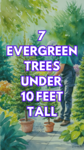 Evergreen Trees Under 10 Feet Tall: 7 Petite Beauties for Small Garden ...